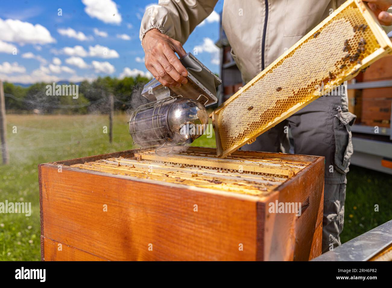 Beekeeper at work: a beekeeper using bee smoker to extracts frame and ...