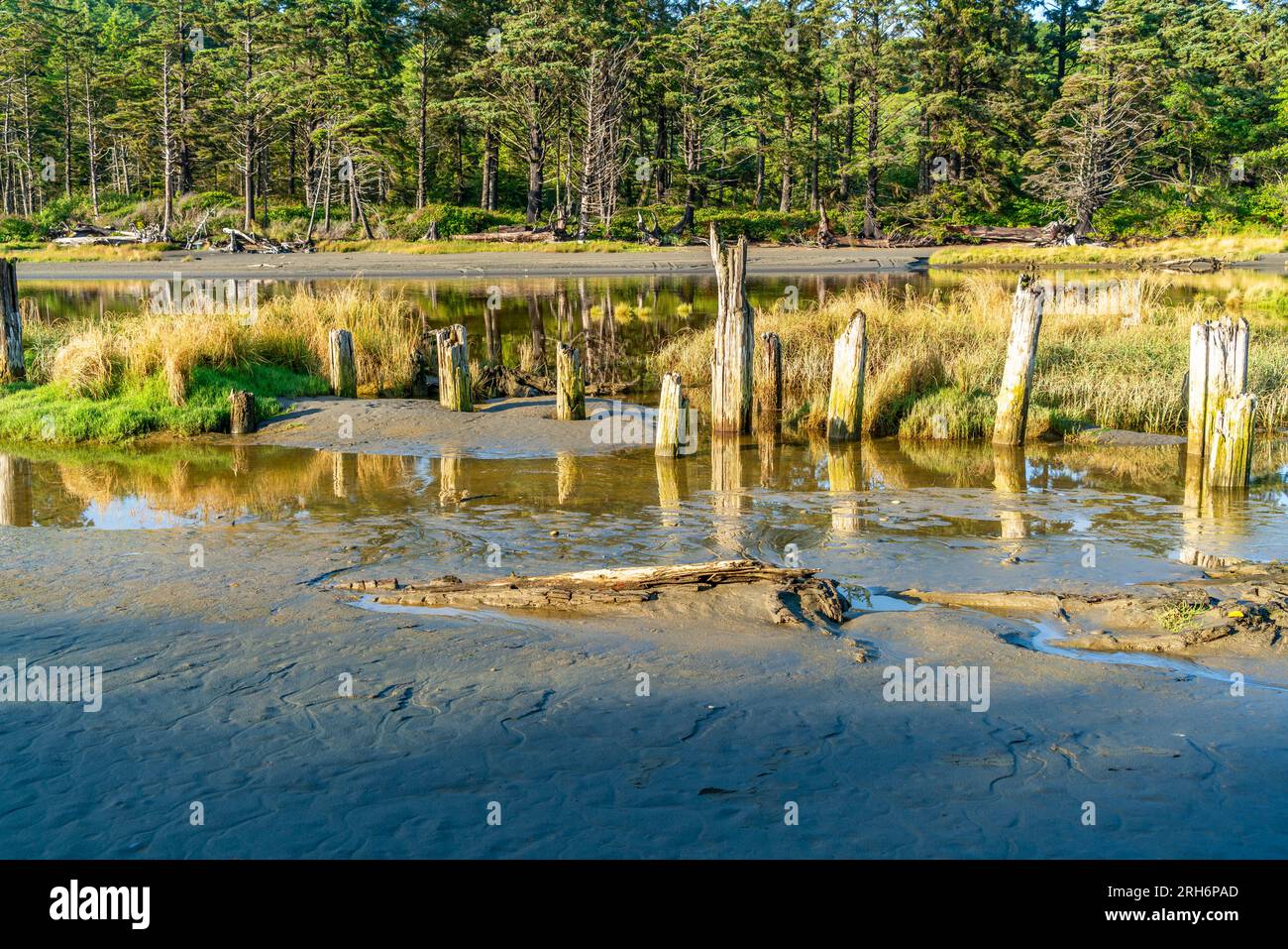 Evergreen trees and old pilings line the Moclips River in Washington ...