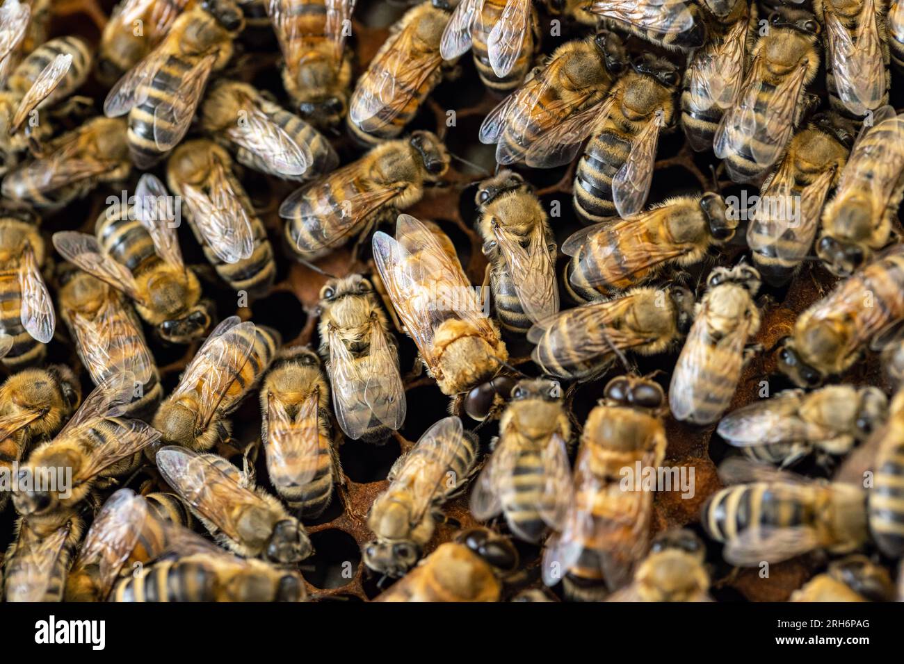 Life of bee colony. Apiary workflow concept Stock Photo - Alamy