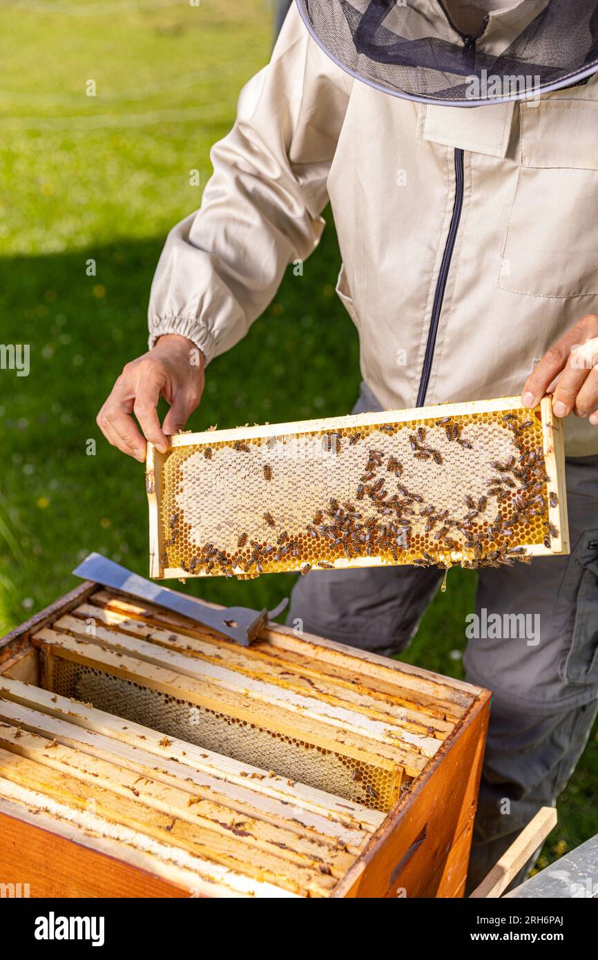 Beekeeping concept. Beekeeper harvesting honey. Beekeeper holding a ...