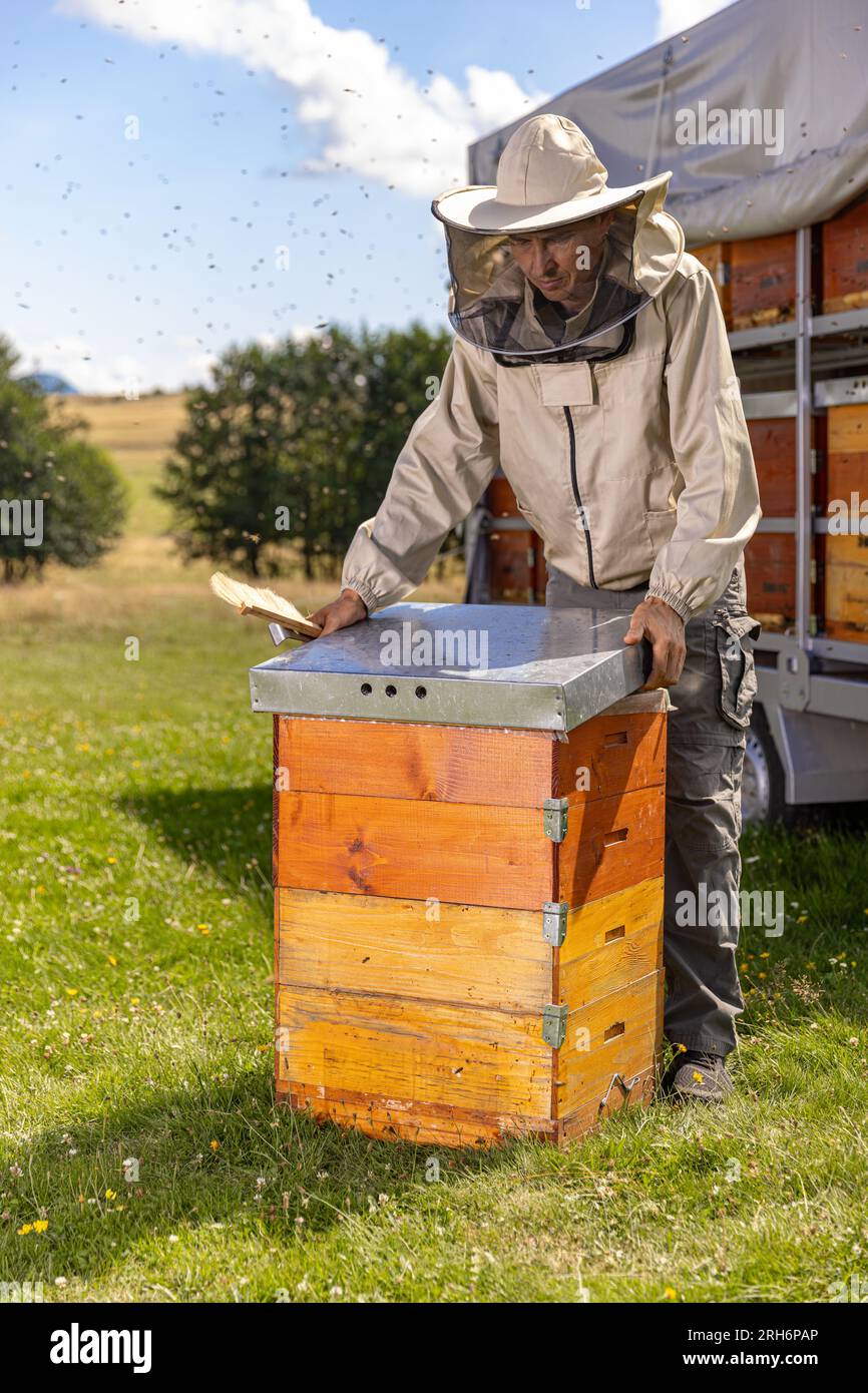 Honey bees working in hive hi-res stock photography and images - Alamy