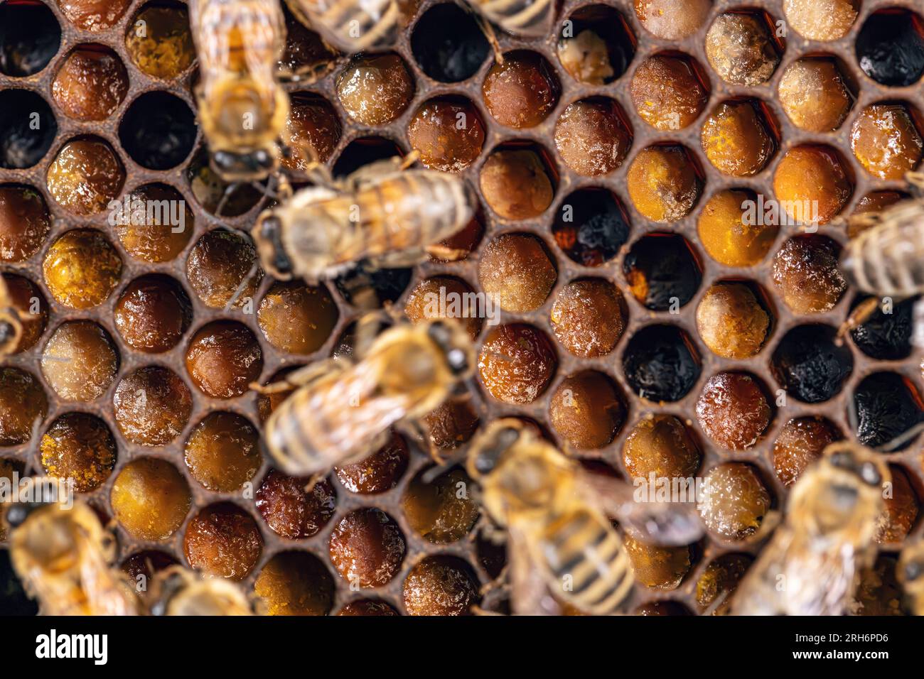 Macro shot bees working inside hi-res stock photography and images - Alamy