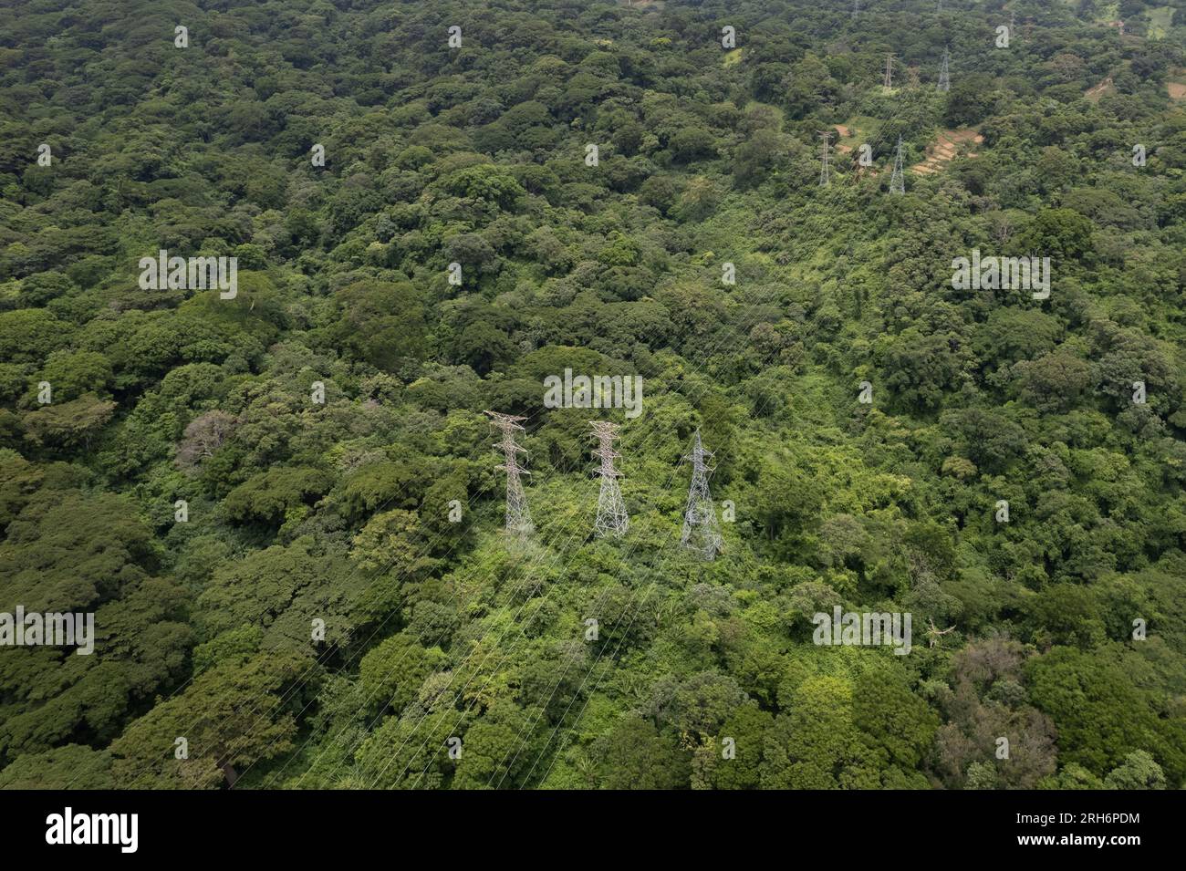 Jungle environment hi-res stock photography and images - Alamy
