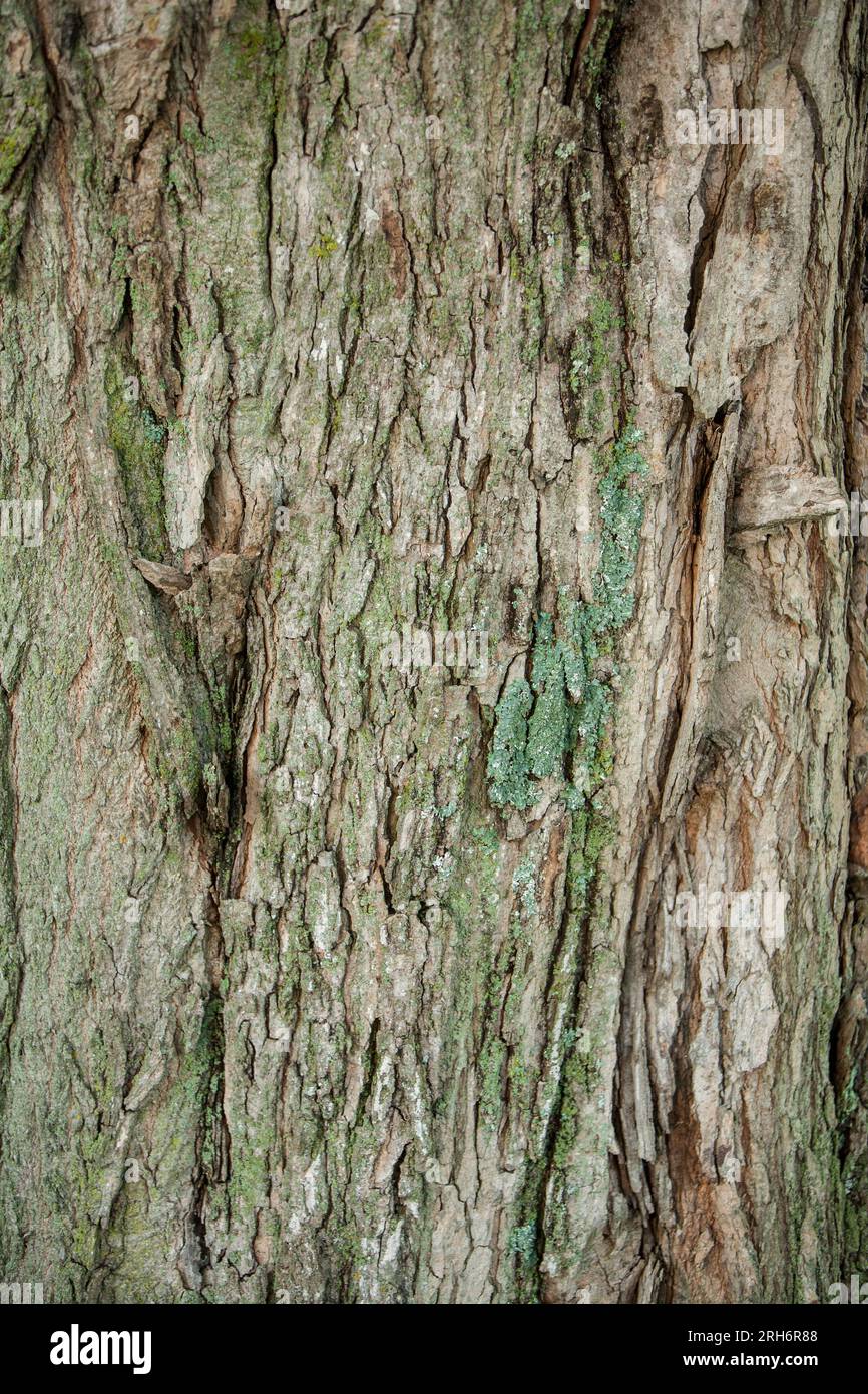 Sugar Maple Tree Trunk. It takes 40 gallons of sap to make one gallon ...
