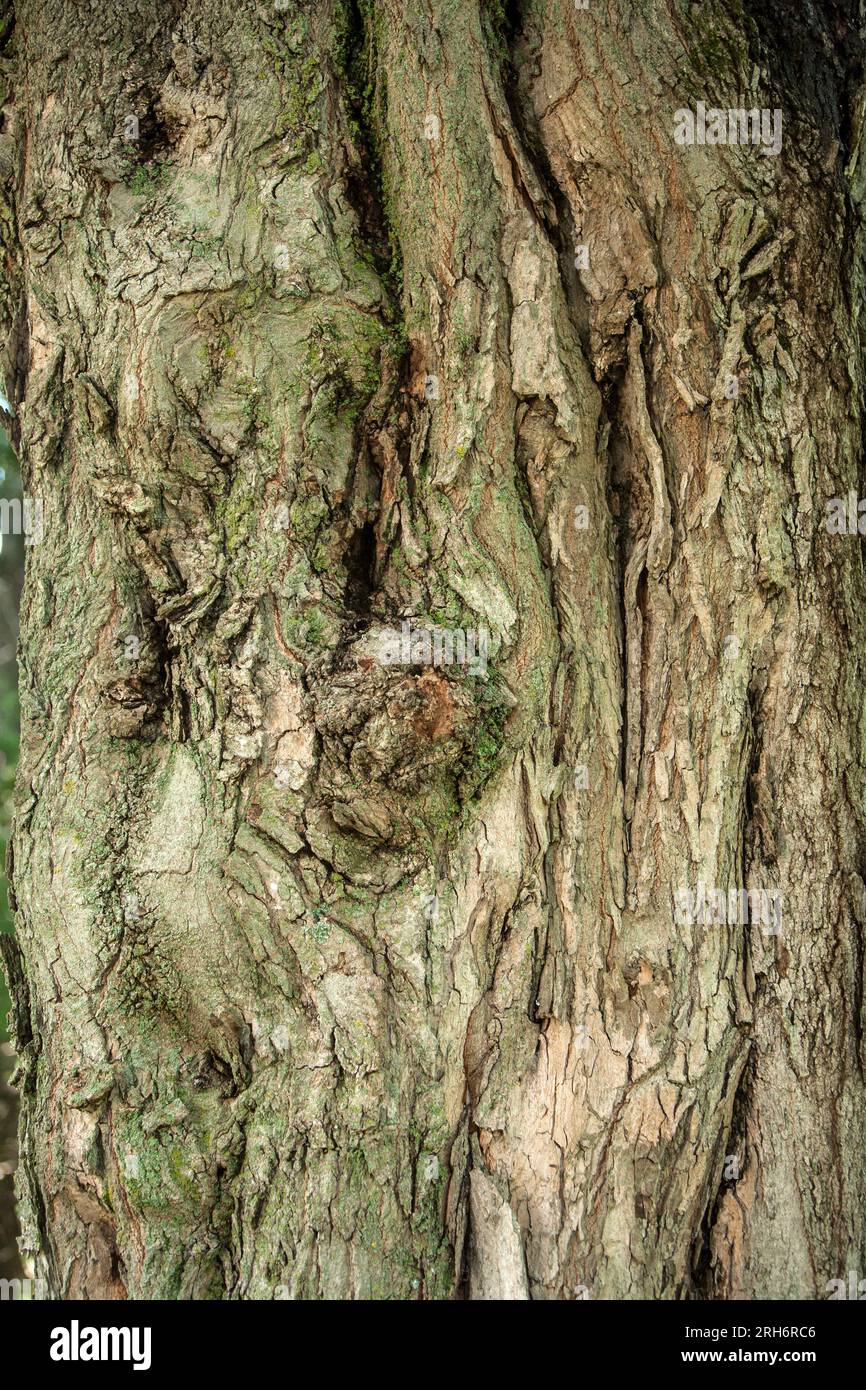Sugar Maple Tree Trunk. It takes 40 gallons of sap to make one gallon ...