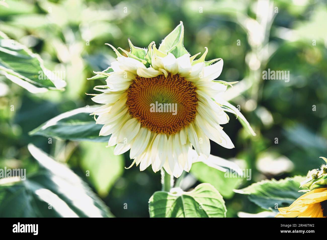 White lite sunflower hi-res stock photography and images - Alamy