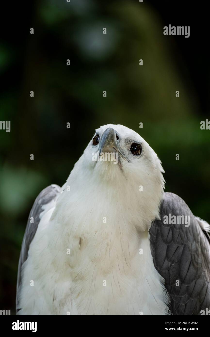 White bellied Sea Eagle, Haliaeetus Leugogaster, Eagle Foundation ...
