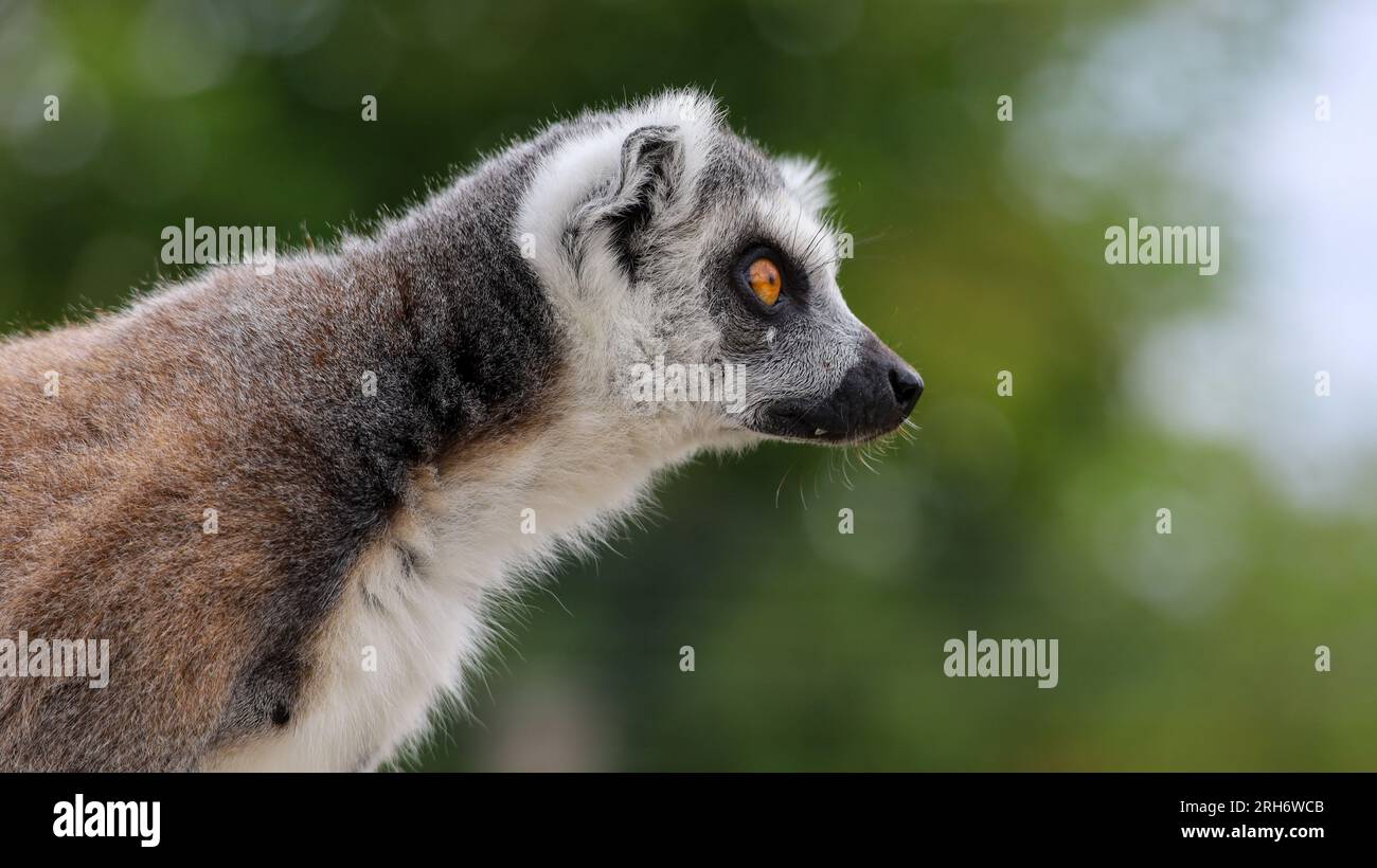 Ring Tailed Lemur in Enclosure Stock Photo - Alamy