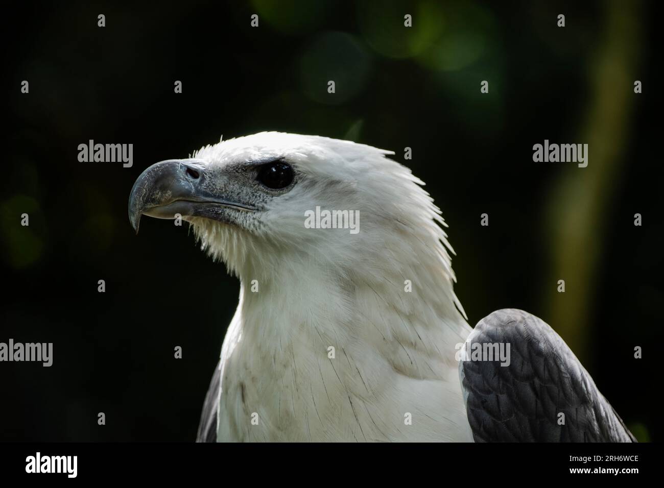 White bellied Sea Eagle, Haliaeetus Leugogaster, Eagle Foundation ...