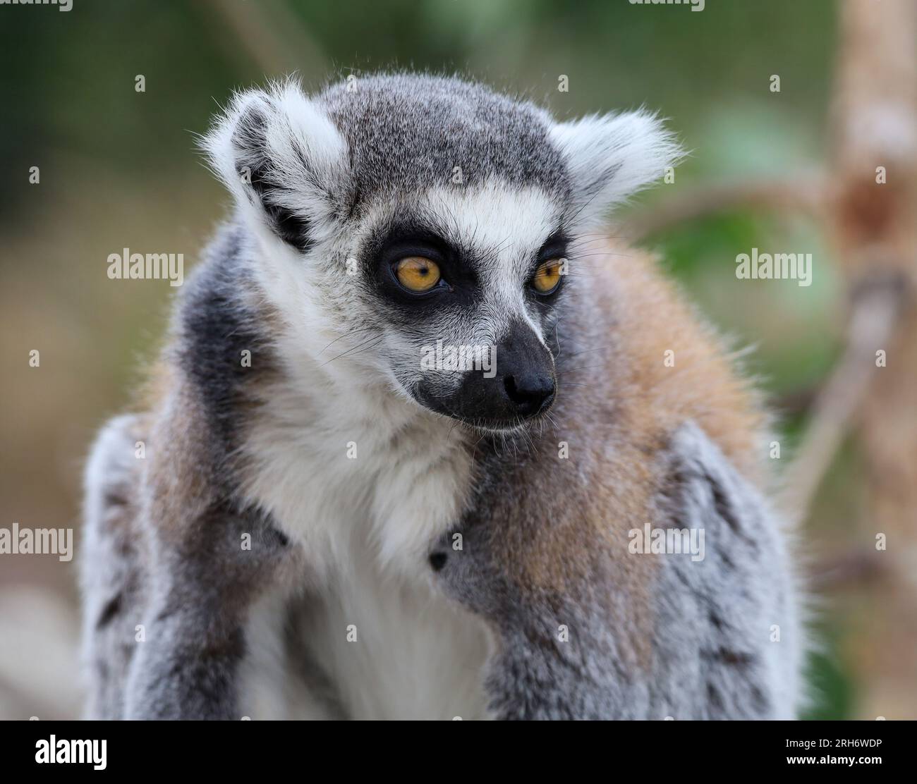 Ring Tailed Lemur in Enclosure Stock Photo - Alamy