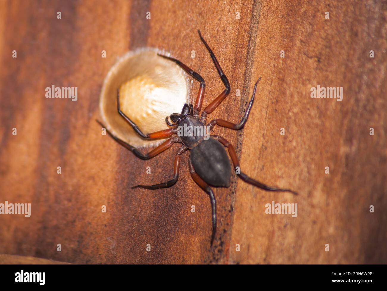 Female spider eggs close hi-res stock photography and images - Alamy