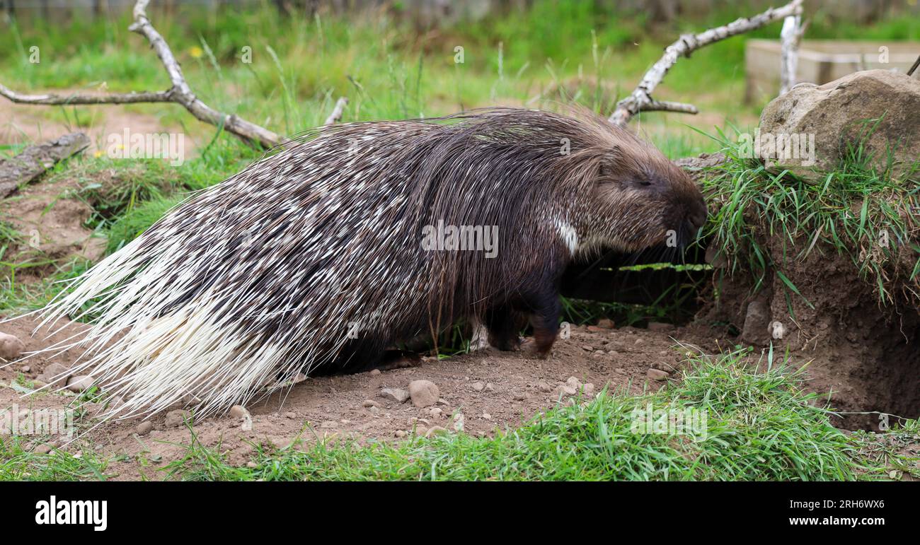 African Crested Porcupine in Enclosure Stock Photo - Alamy