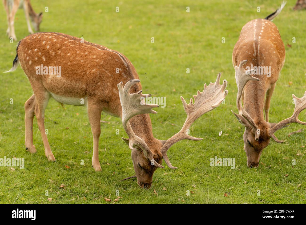 Recreation parks wild animals hi-res stock photography and images - Alamy