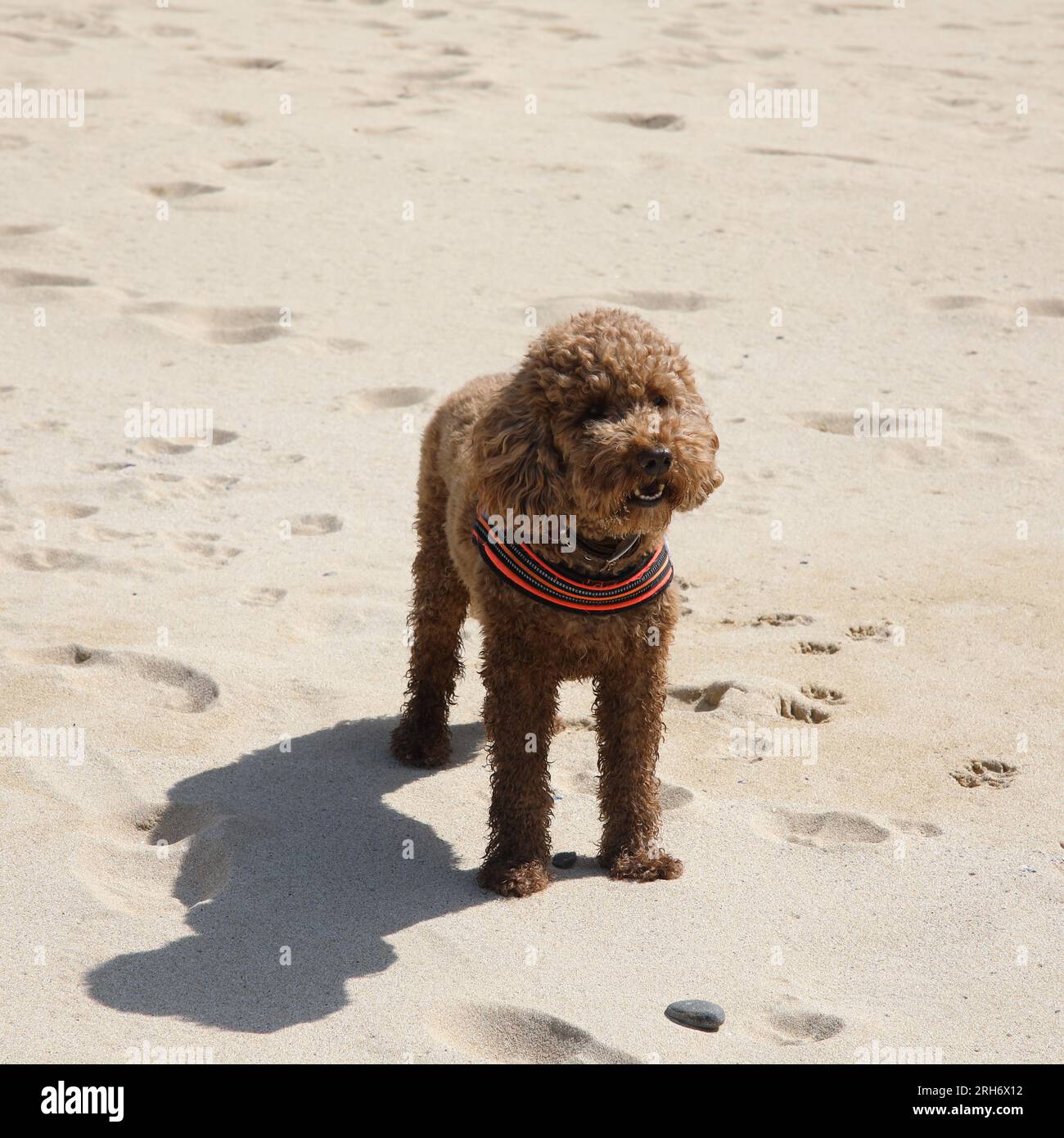 Golden doodle on beach hi-res stock photography and images - Alamy