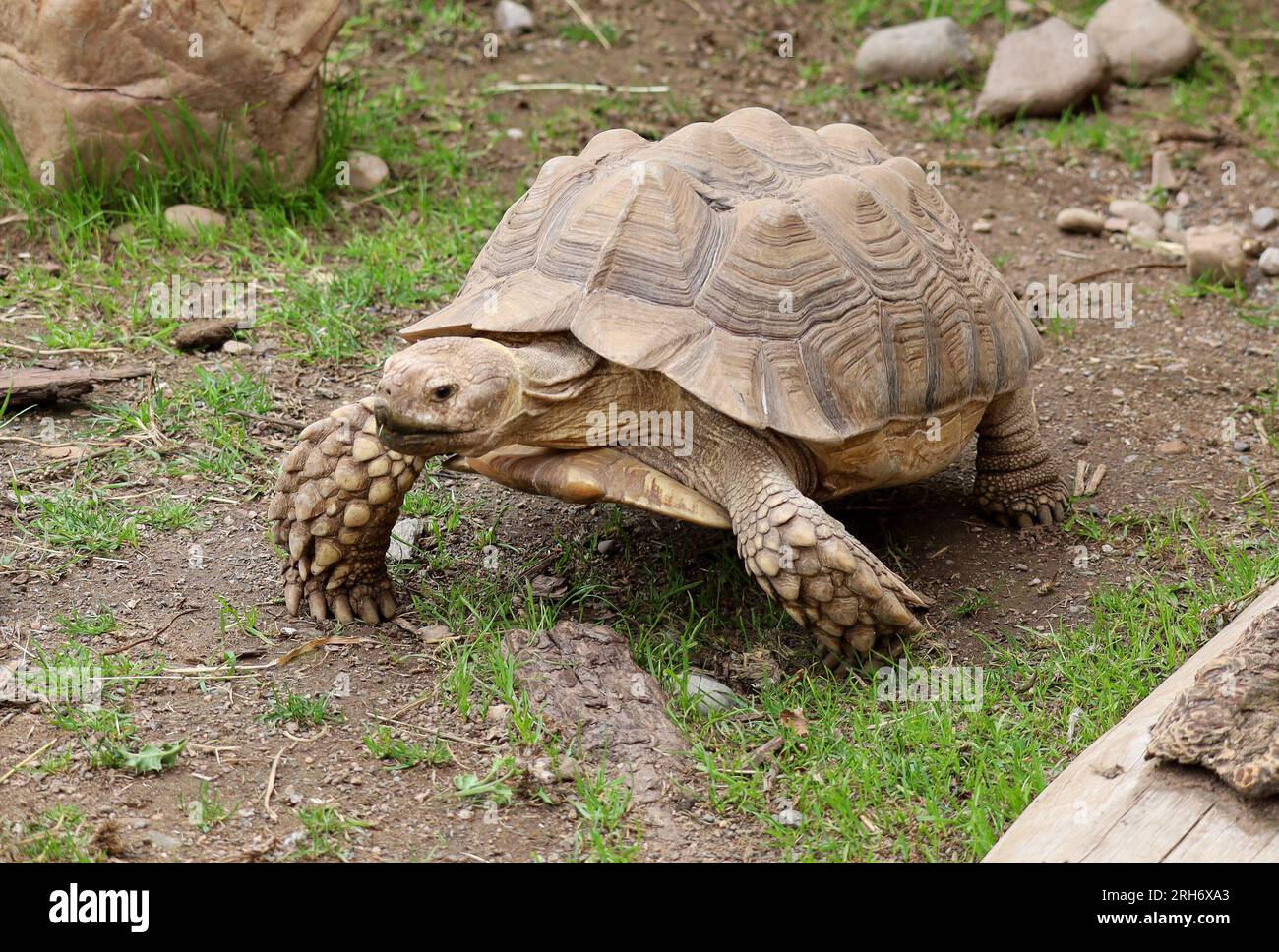 African Sulcata or Spurred Tortoise in Enclosure Stock Photo - Alamy