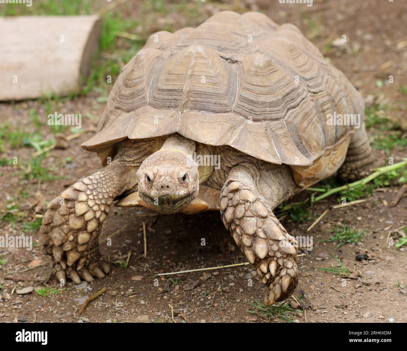 Zoo reptile enclosure hi-res stock photography and images - Alamy