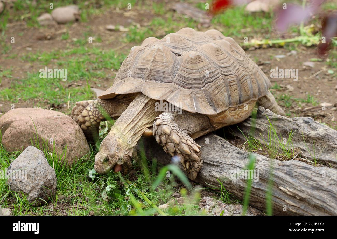 African sulcata hi-res stock photography and images - Alamy