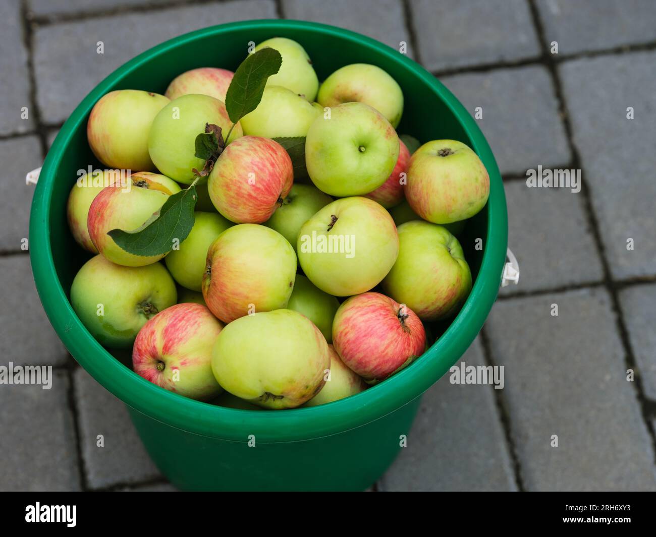 A green bucket full of freshly harvested organic apples standing ...