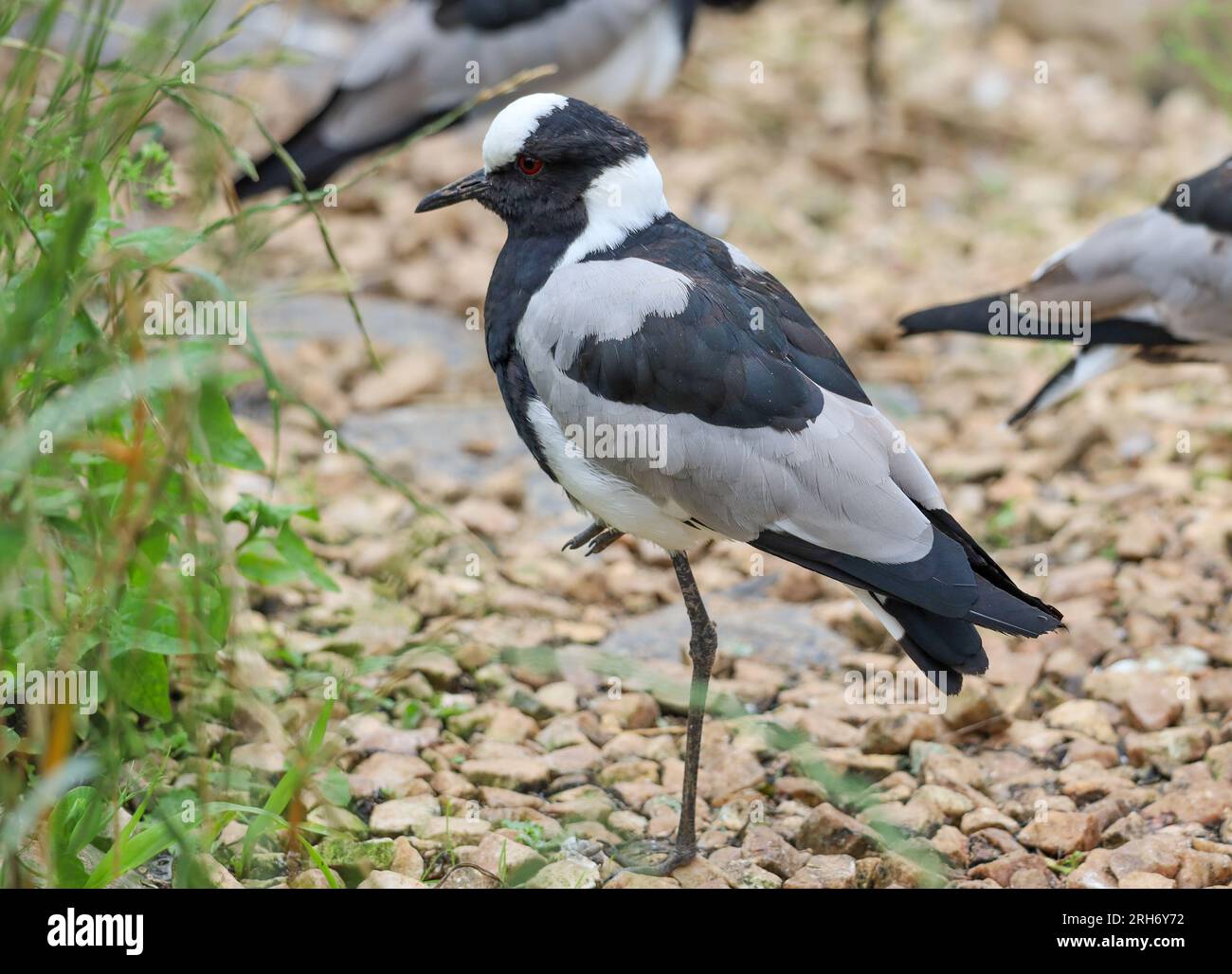 Blacksmith plover hi-res stock photography and images - Alamy