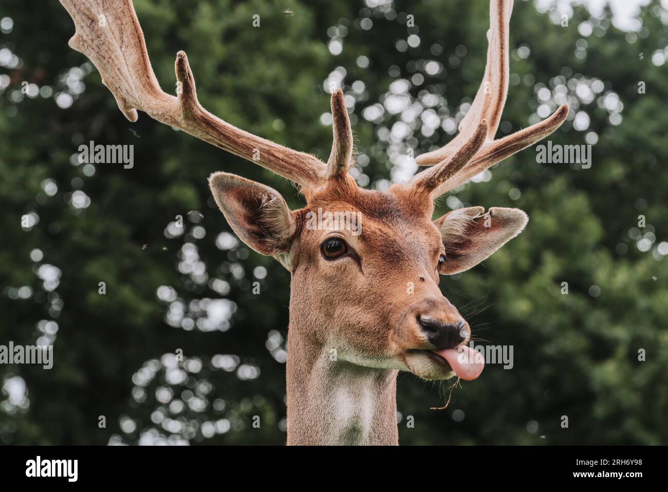 Recreation parks wild animals hi-res stock photography and images - Alamy