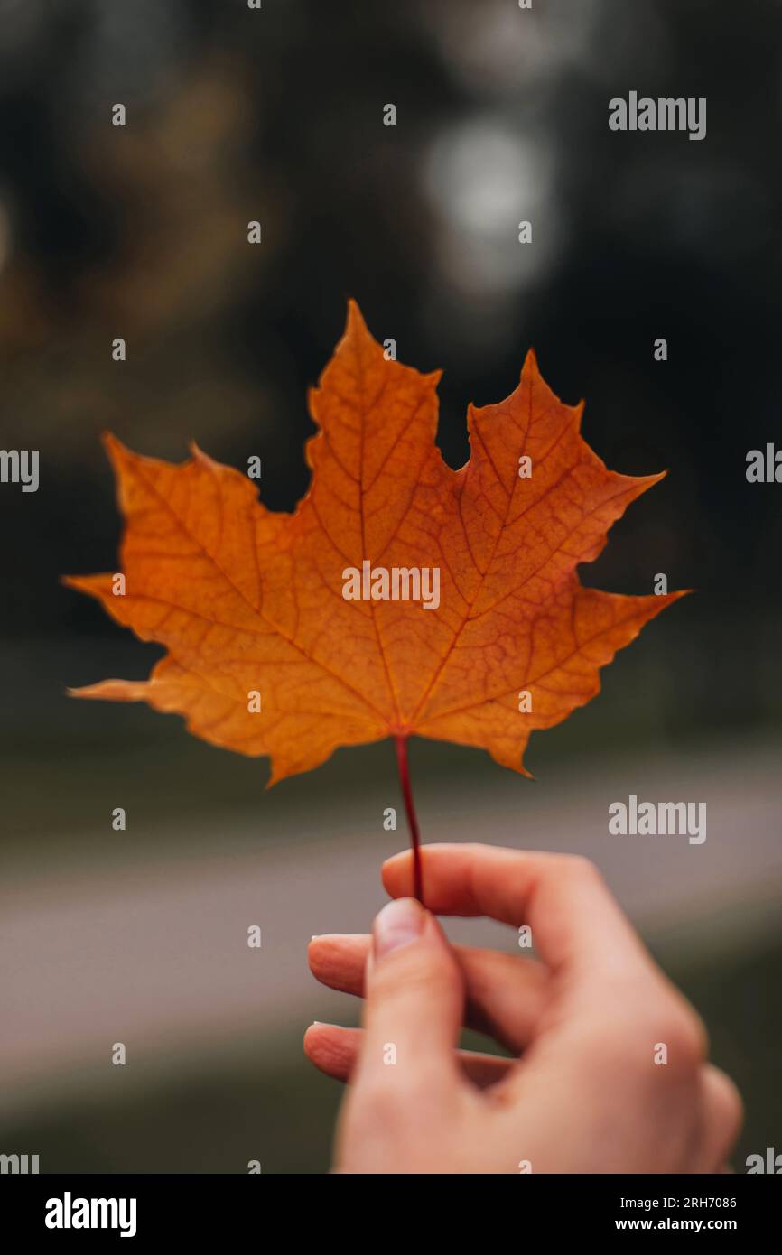 Hand holding fallen maple leaf hi-res stock photography and images - Alamy