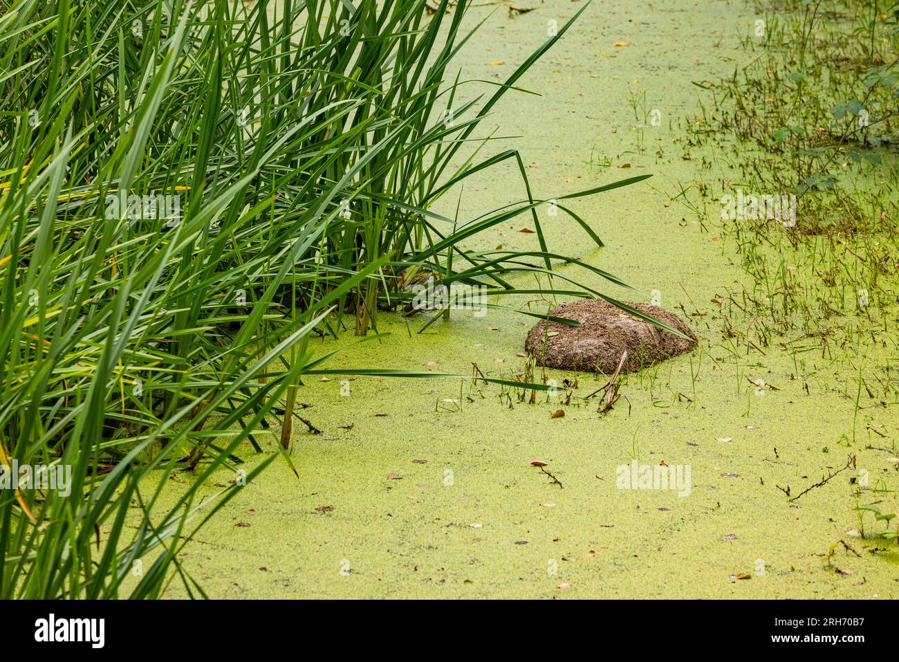Pond overgrown duckweed grass hi-res stock photography and images - Alamy