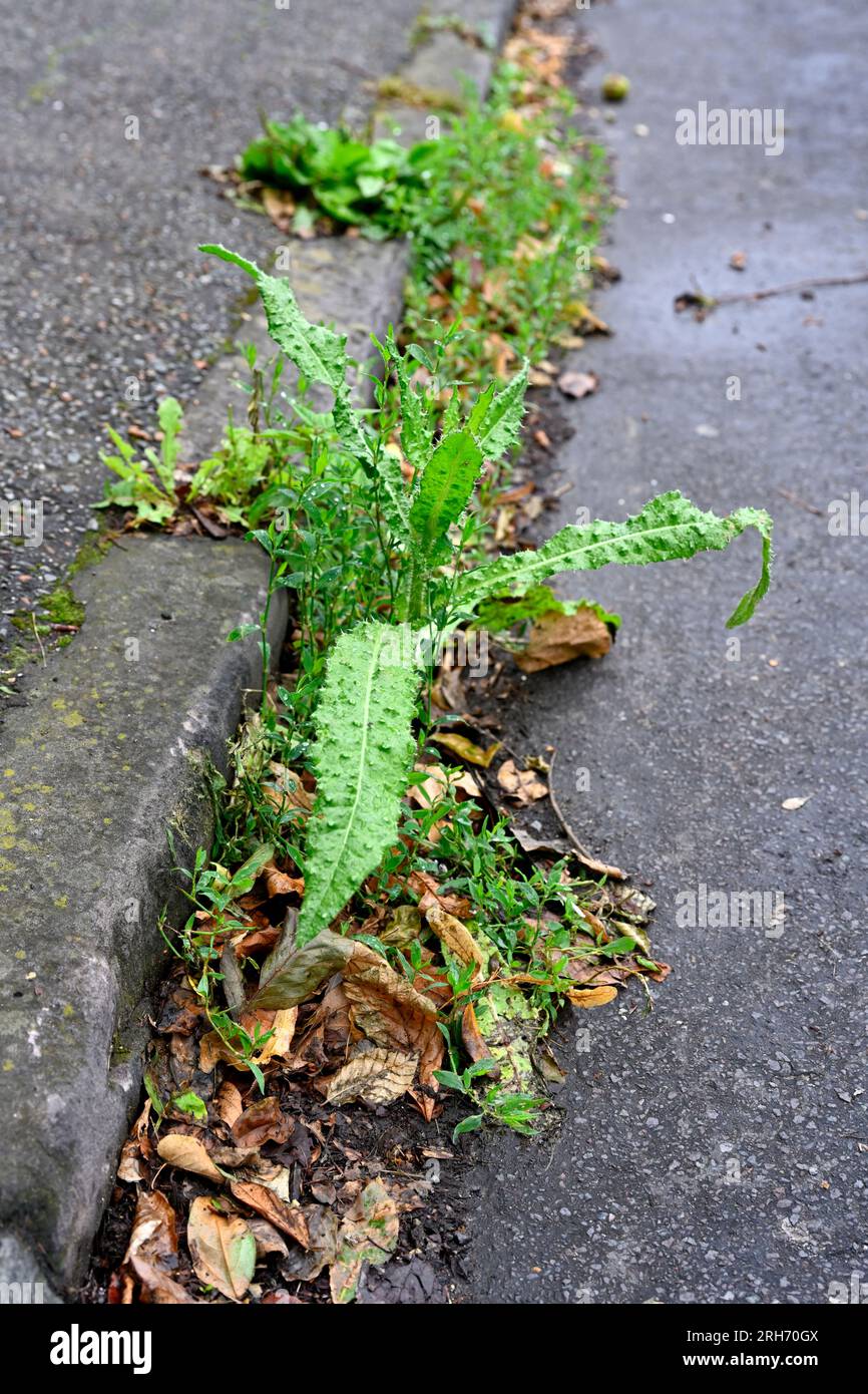 Weeds in gutter and pavement with city council abandoning use of ...