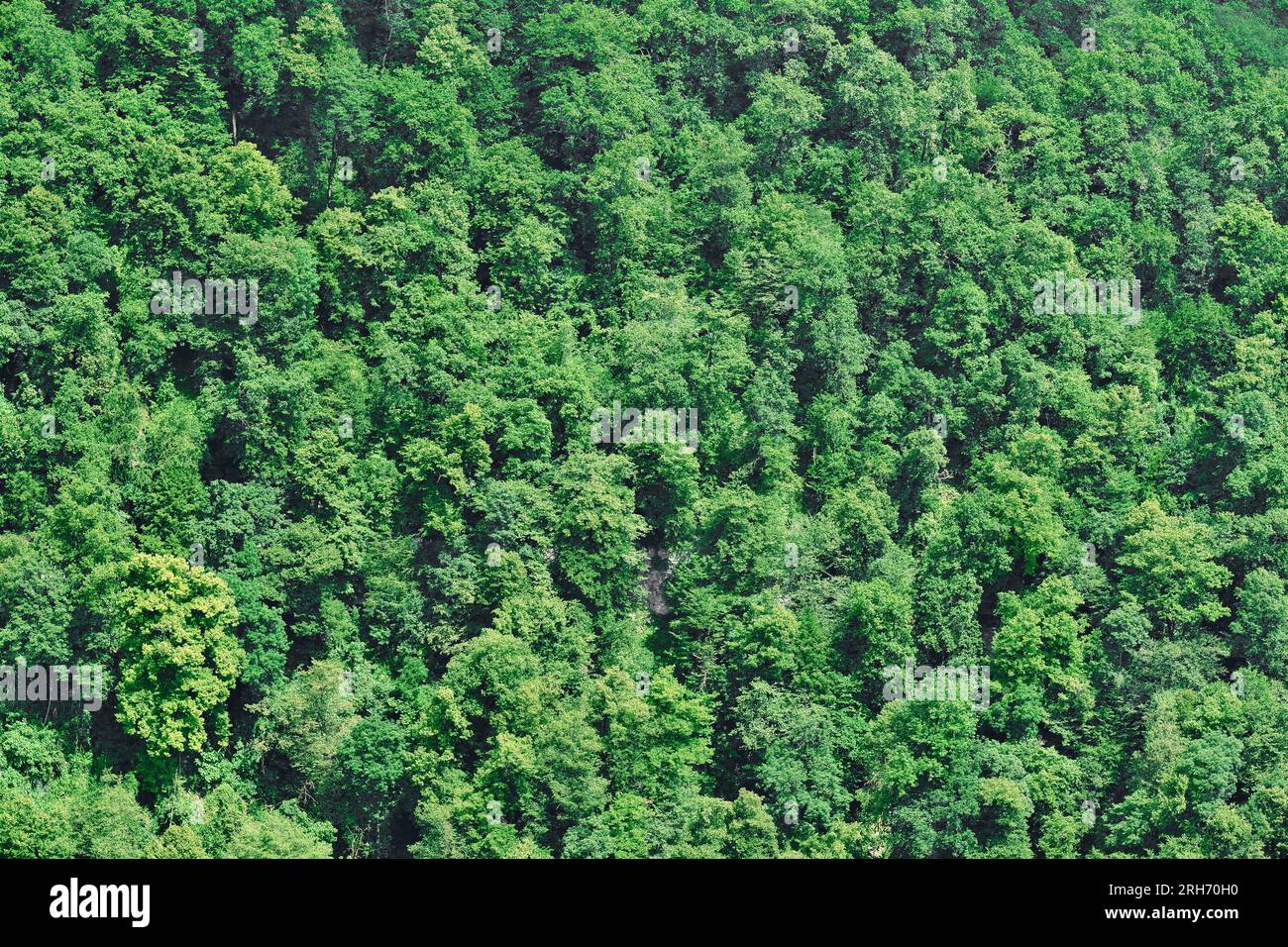 Forest aerial top view. Mixed forest, green deciduous trees. Drone ...