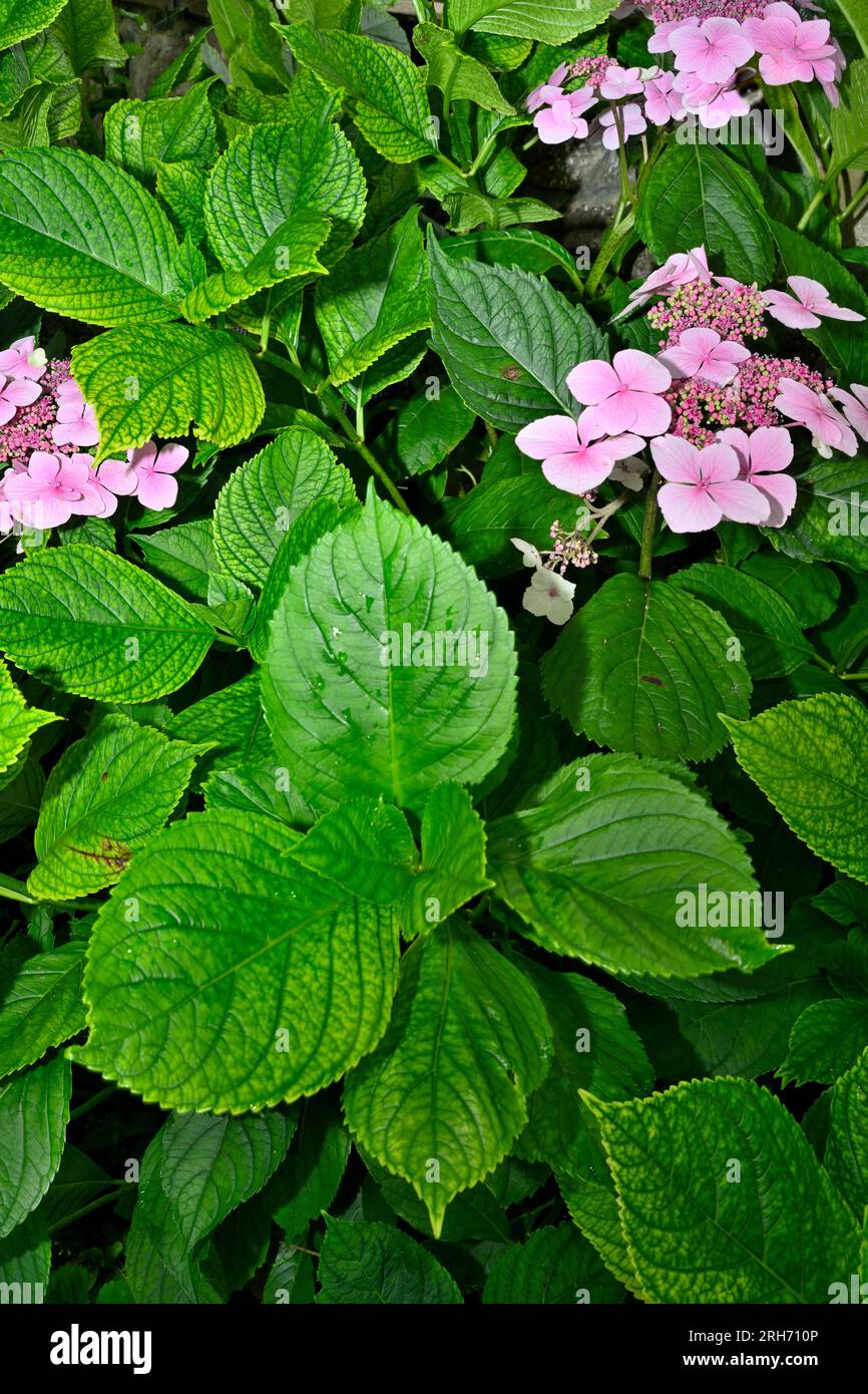 Flowers of pink lacecap hydrangea (Hydrangea macrophylla Stock Photo - Alamy