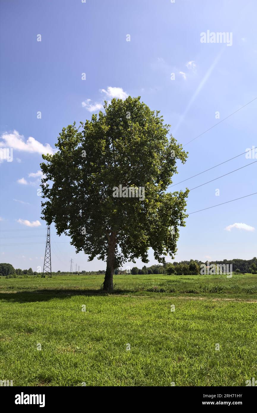 Poplar in a grass field on a sunny day in the italian countryside Stock ...