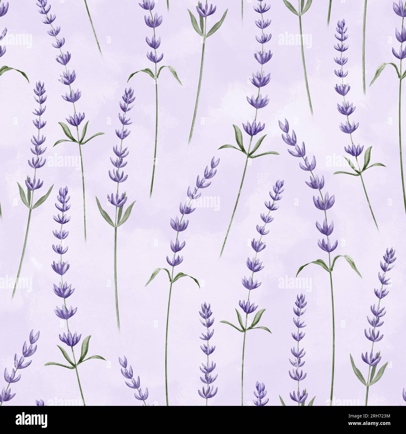 Lavender botanical illustration hi-res stock photography and images - Alamy