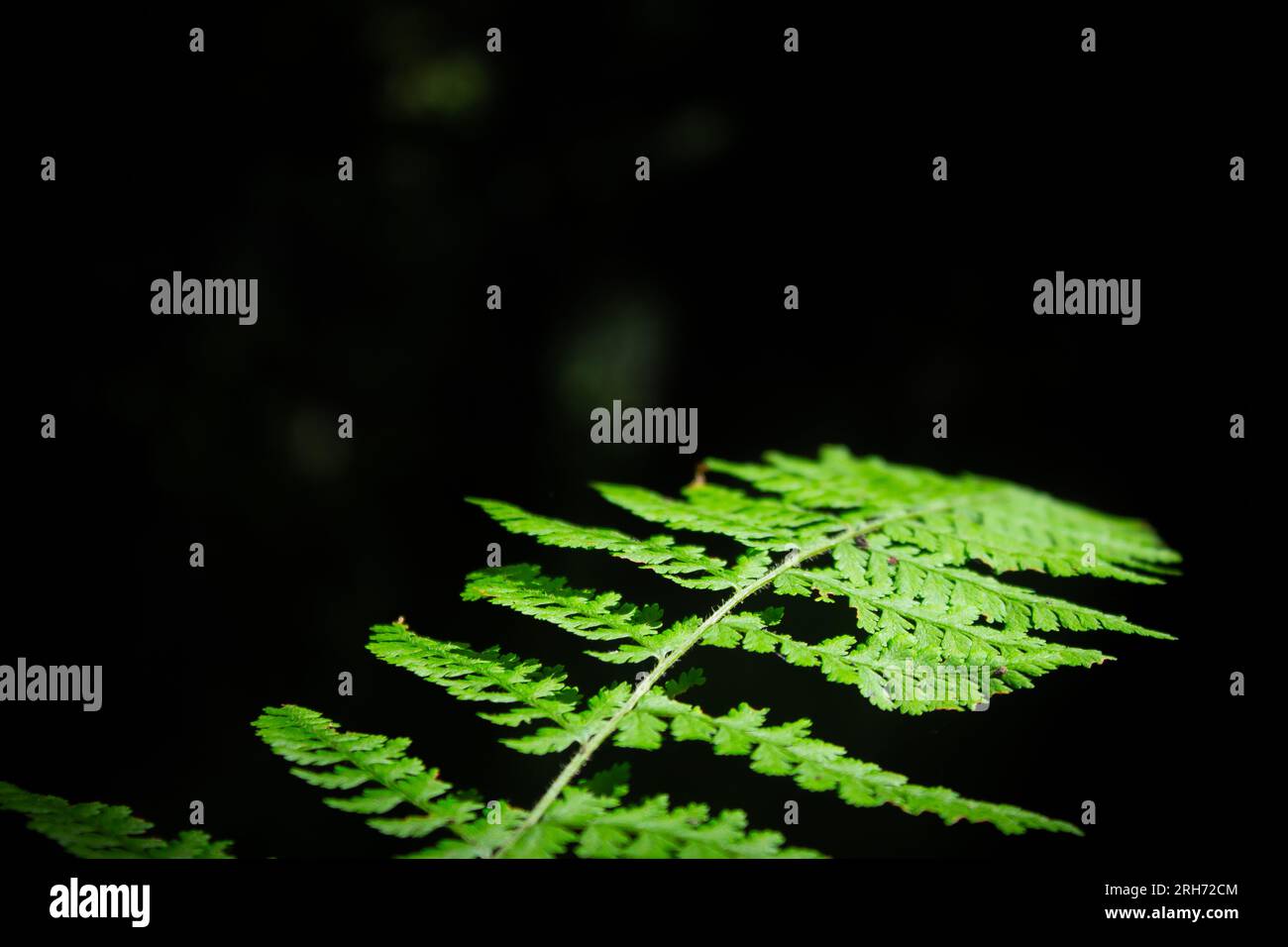 green fern leaf on black background with copy space for your text Stock ...