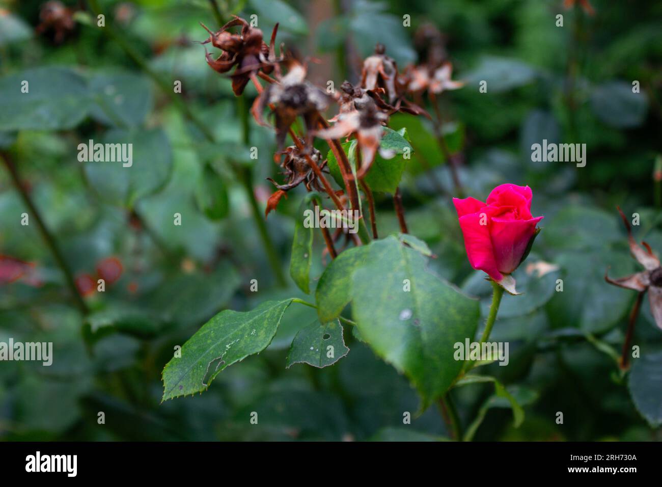 Closeup fresh red rose in hi-res stock photography and images - Alamy