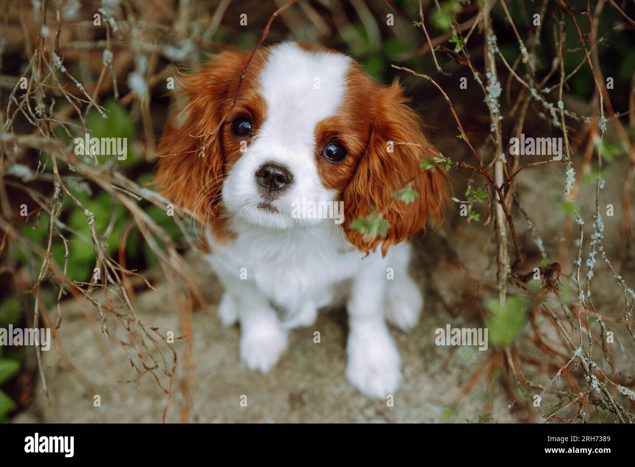 Portrait of Cavalier King Charles Spaniel cub with red ears resting on ...