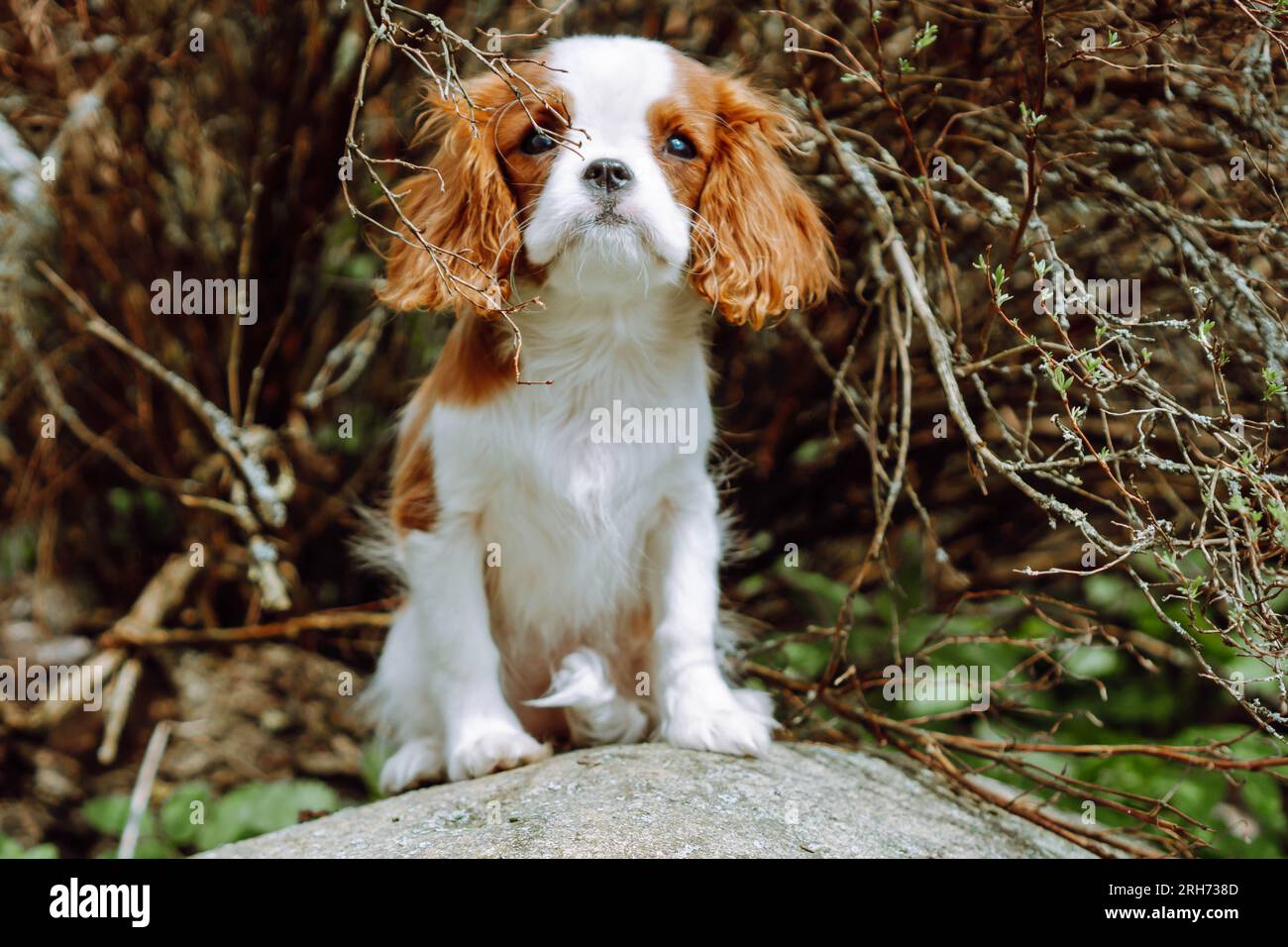 Portrait of charming reddish white Cavalier King Charles Spaniel doggy ...