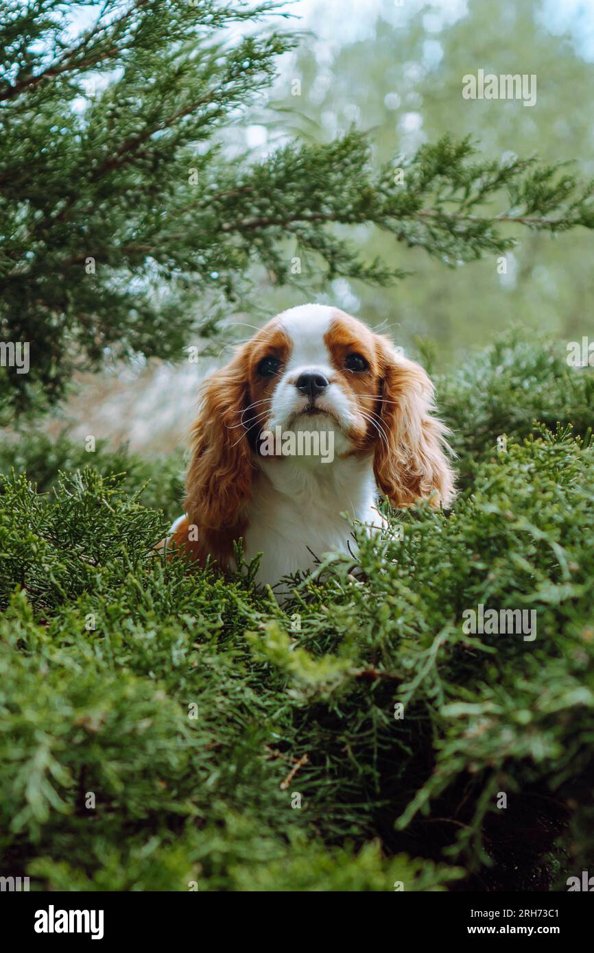 Portrait of loveable Cavalier King Charles Spaniel cub with black and ...