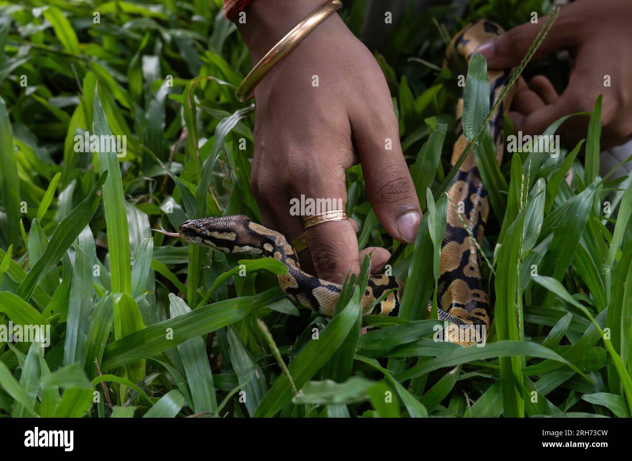 A boy name Ritesh Sarma shows his pet snake a Ball python in an ...