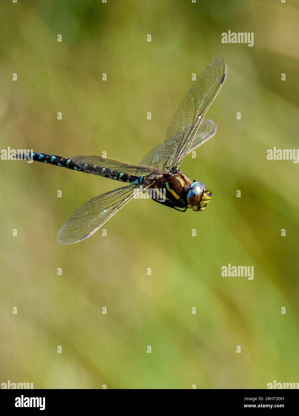 David hawker hi-res stock photography and images - Alamy