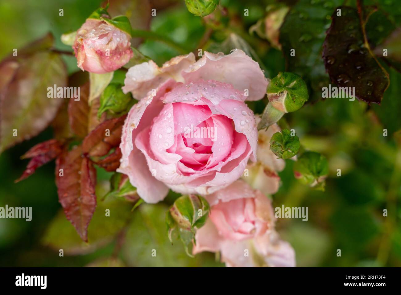 Garden rose bloom hi-res stock photography and images - Alamy