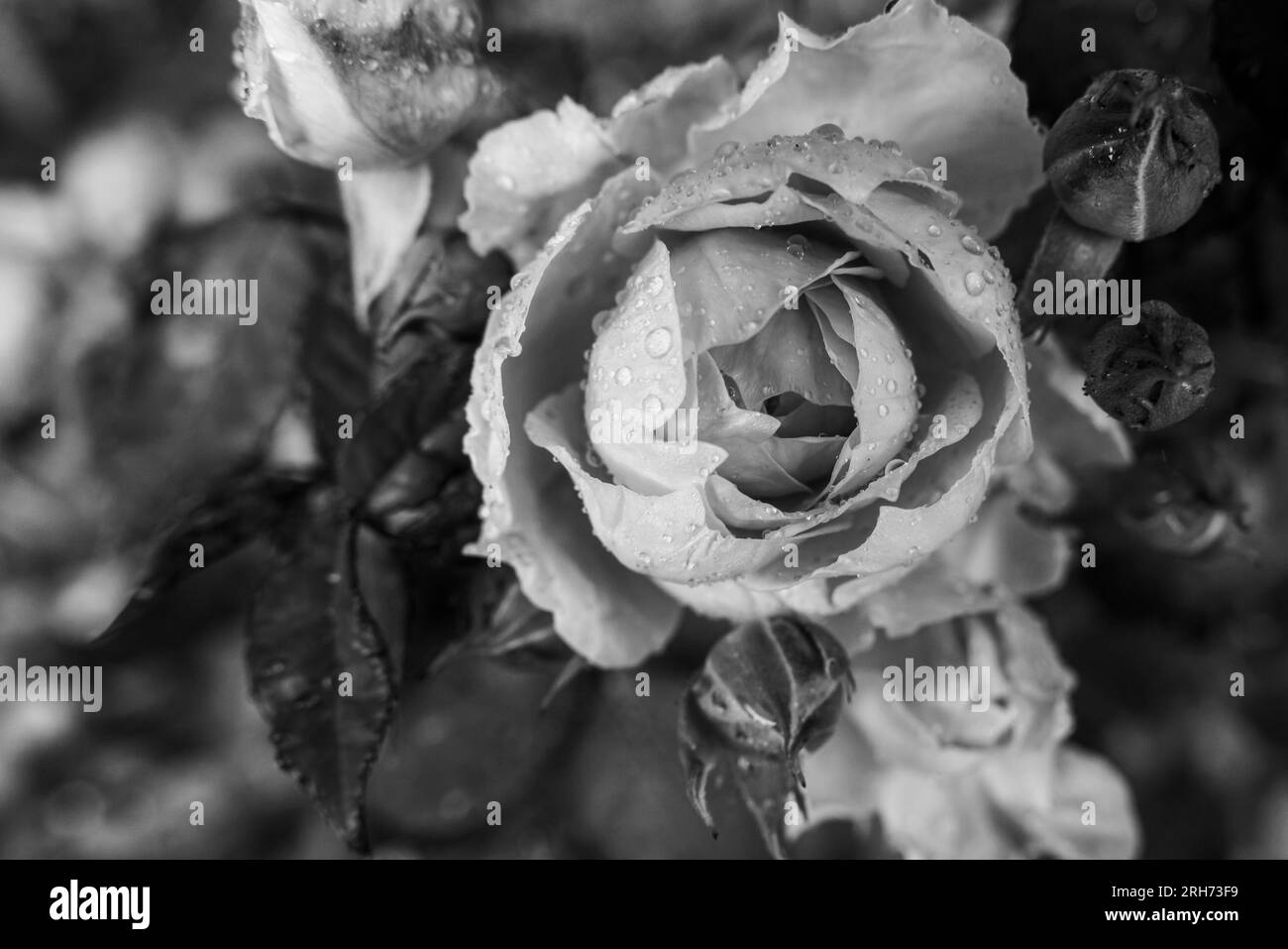 Cerebration background Black and White Stock Photos & Images - Alamy