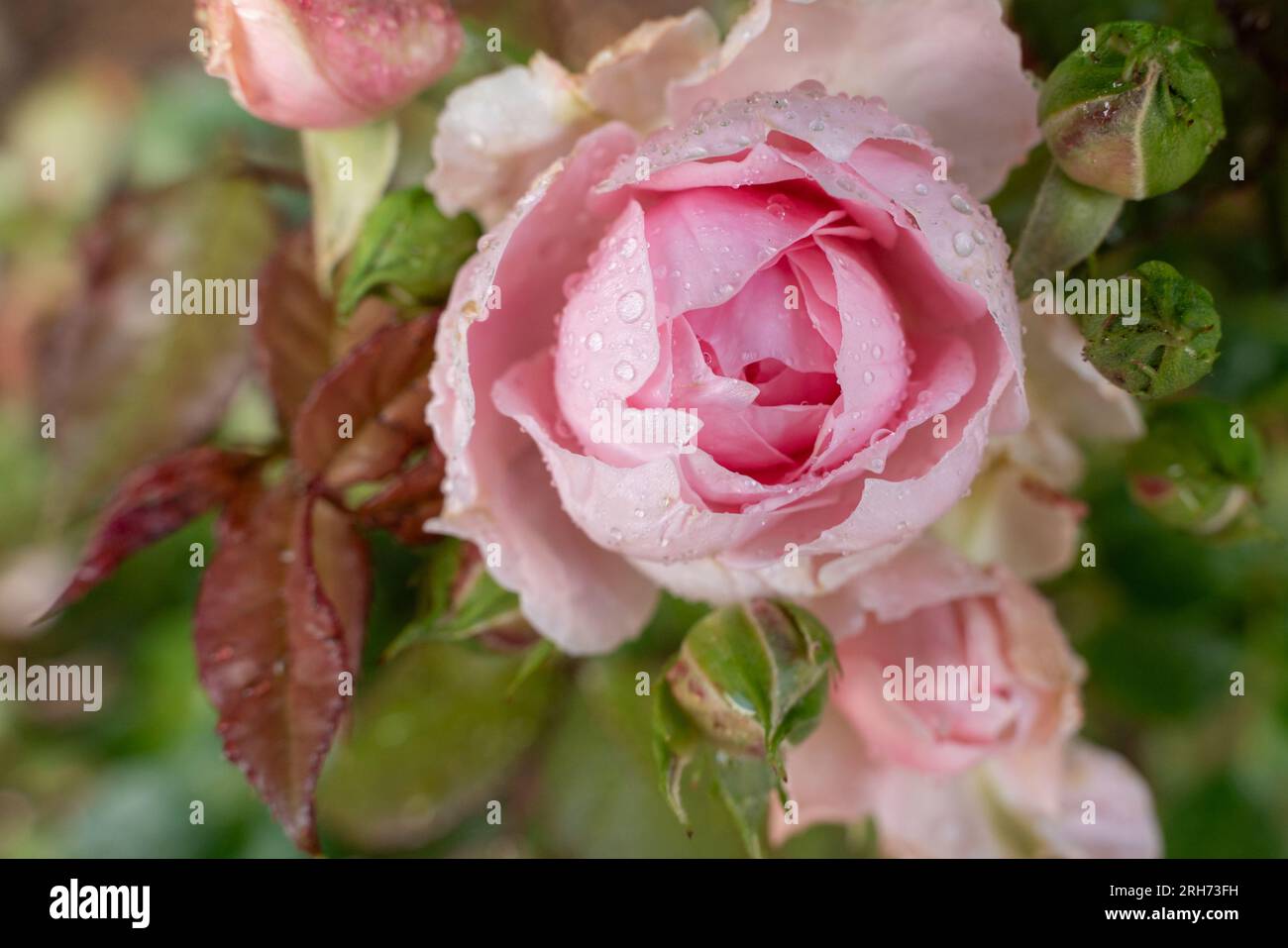 Garden rose bloom hi-res stock photography and images - Alamy