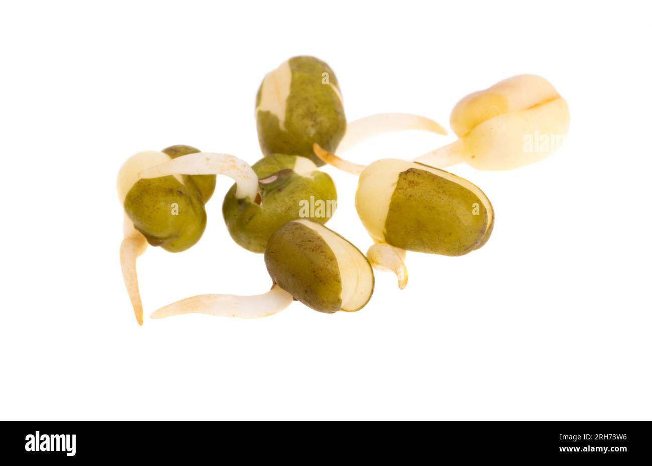 sprouted mung bean isolated on white background Stock Photo - Alamy