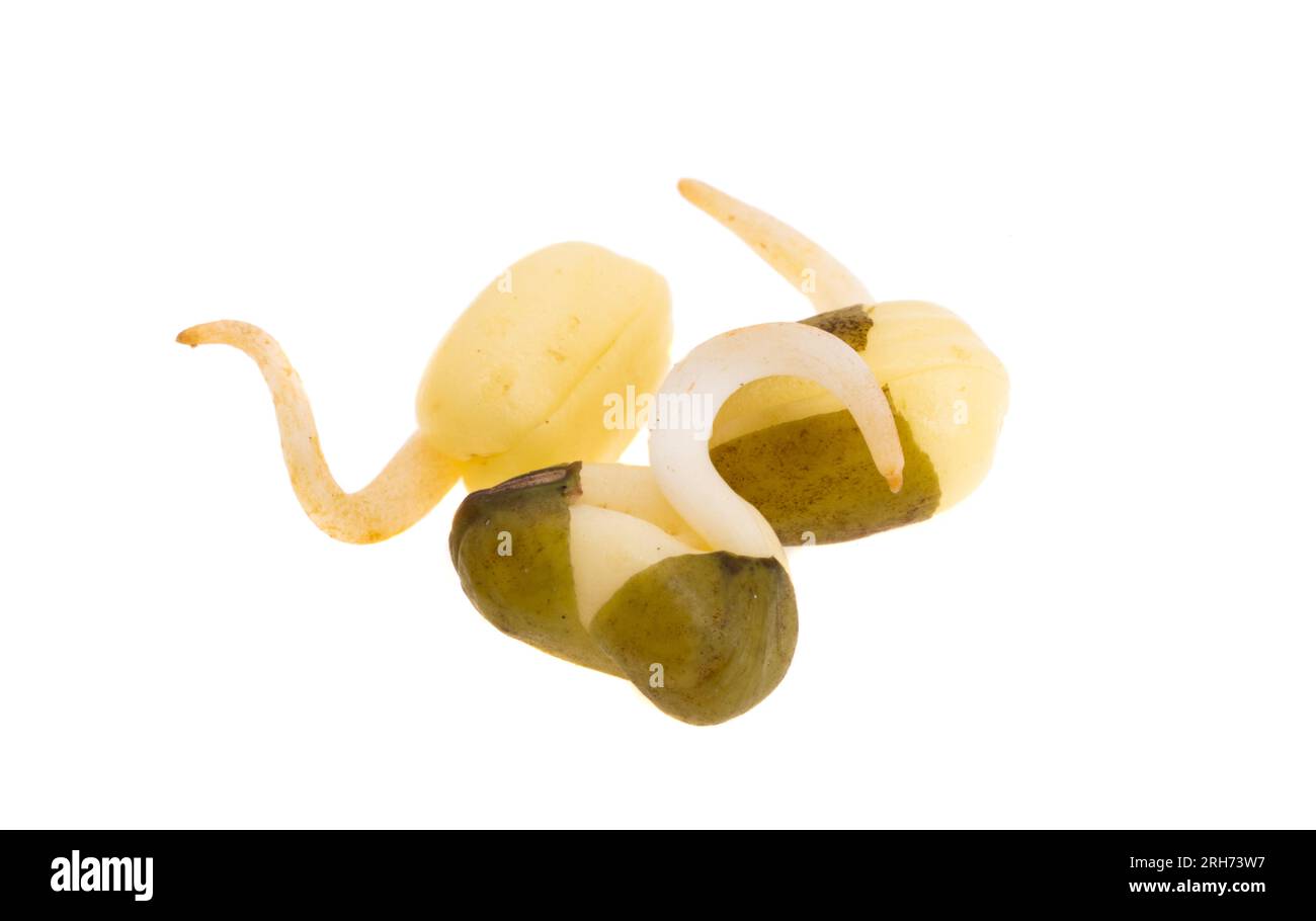 sprouted mung bean isolated on white background Stock Photo - Alamy