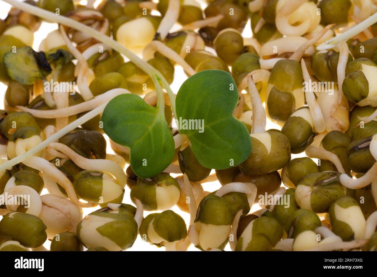 sprouted mung bean isolated on white background Stock Photo - Alamy