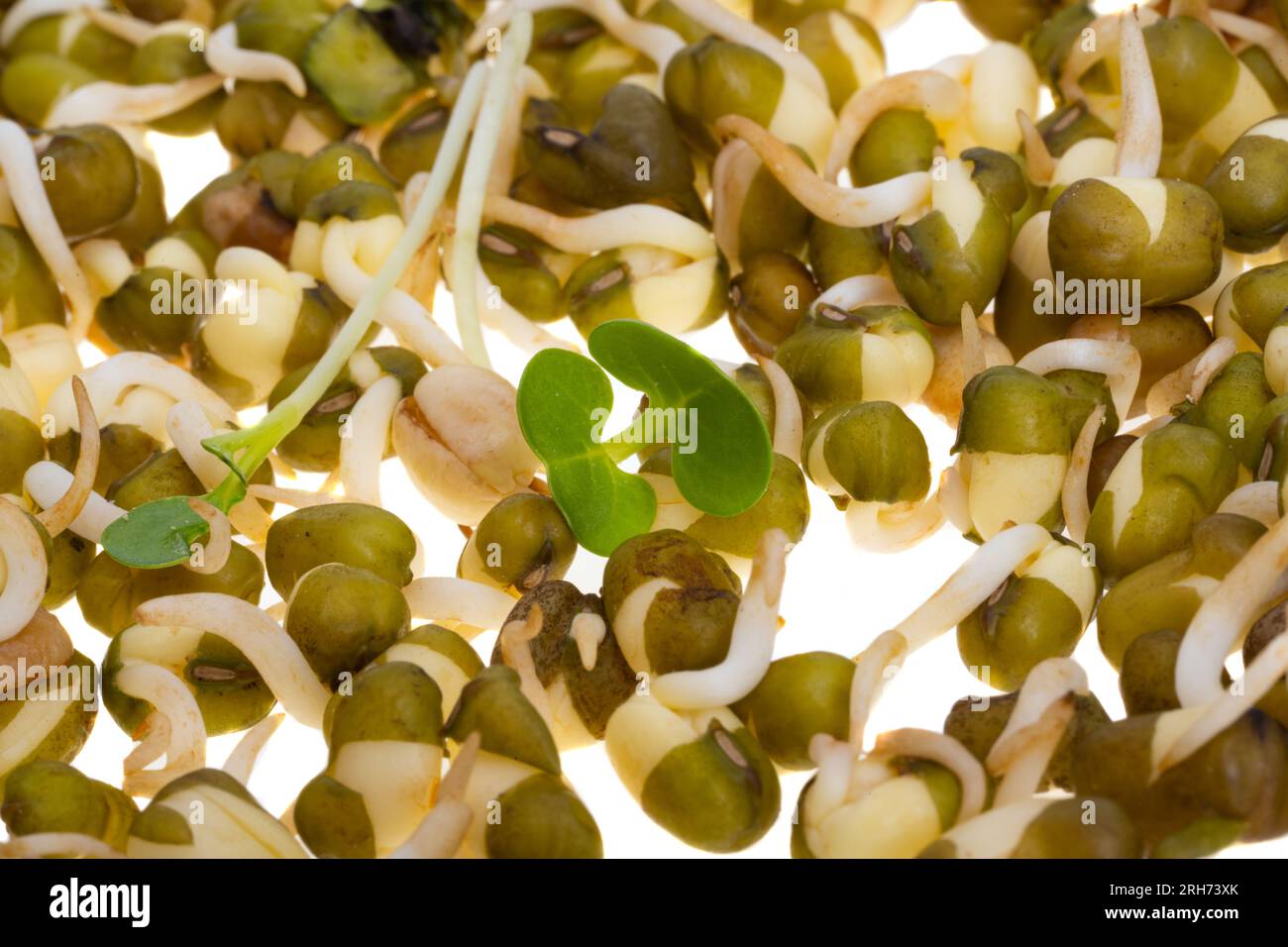 sprouted mung bean isolated on white background Stock Photo - Alamy