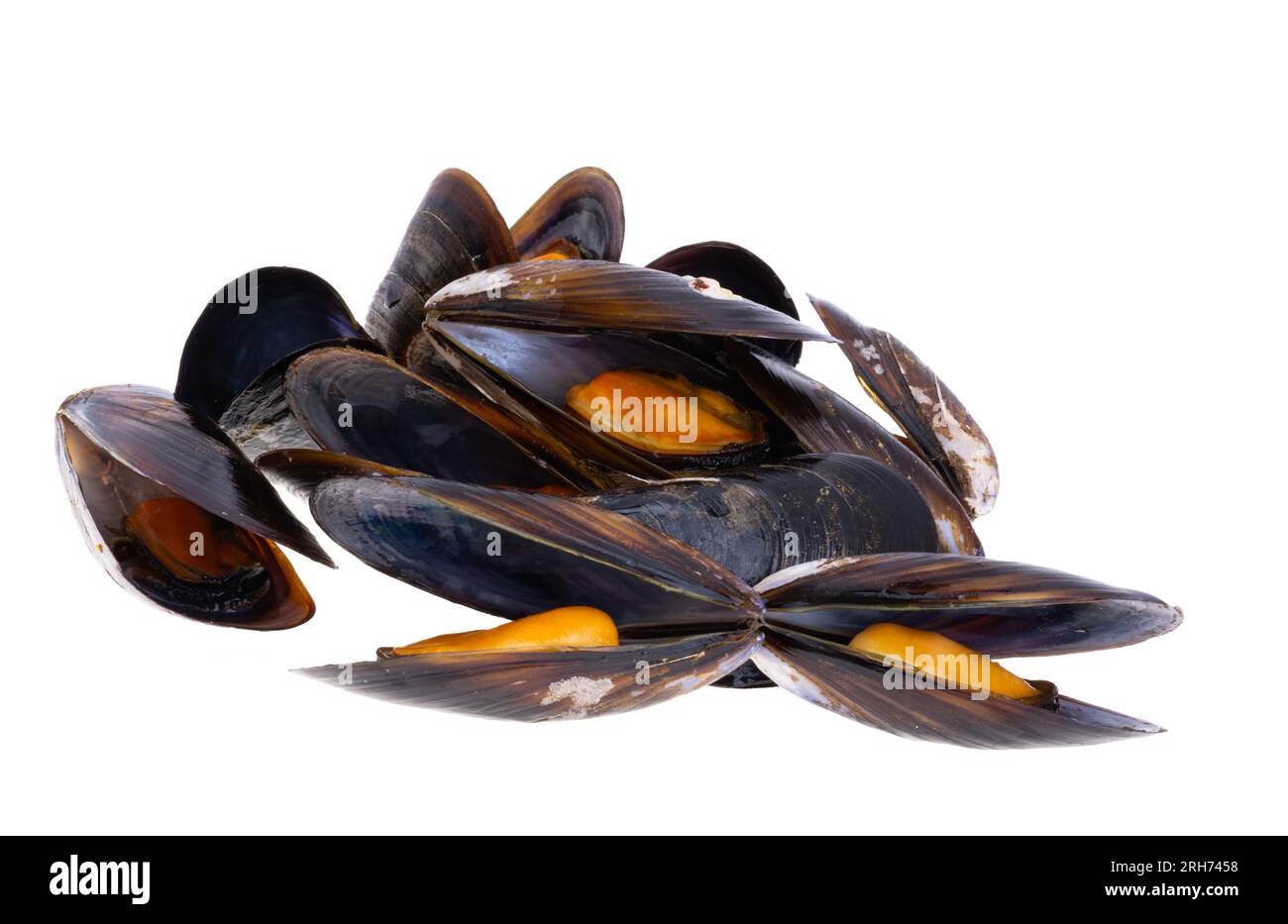 mussels isolated on white background Stock Photo - Alamy