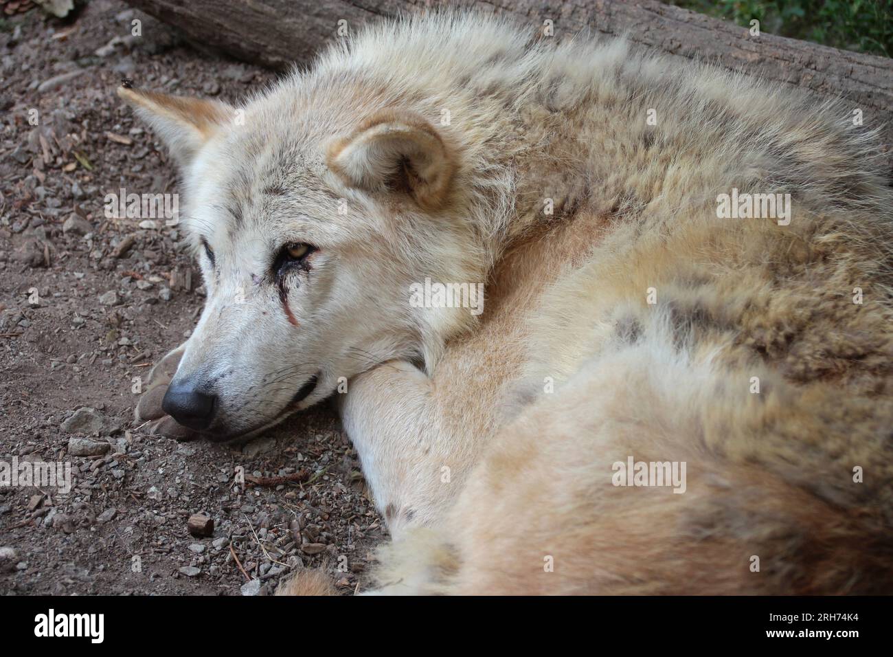canadian wolf in a zoo in mulhouse in alsace (france Stock Photo - Alamy