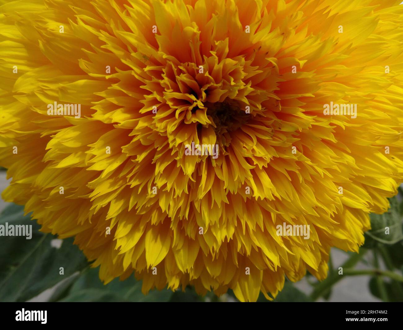 Detailed shot of yellow petals hi-res stock photography and images - Alamy