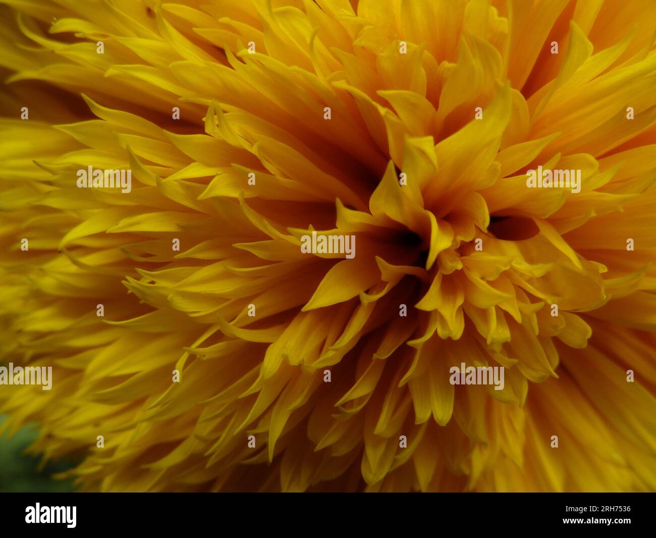 Dahlia labyrinth hi-res stock photography and images - Alamy