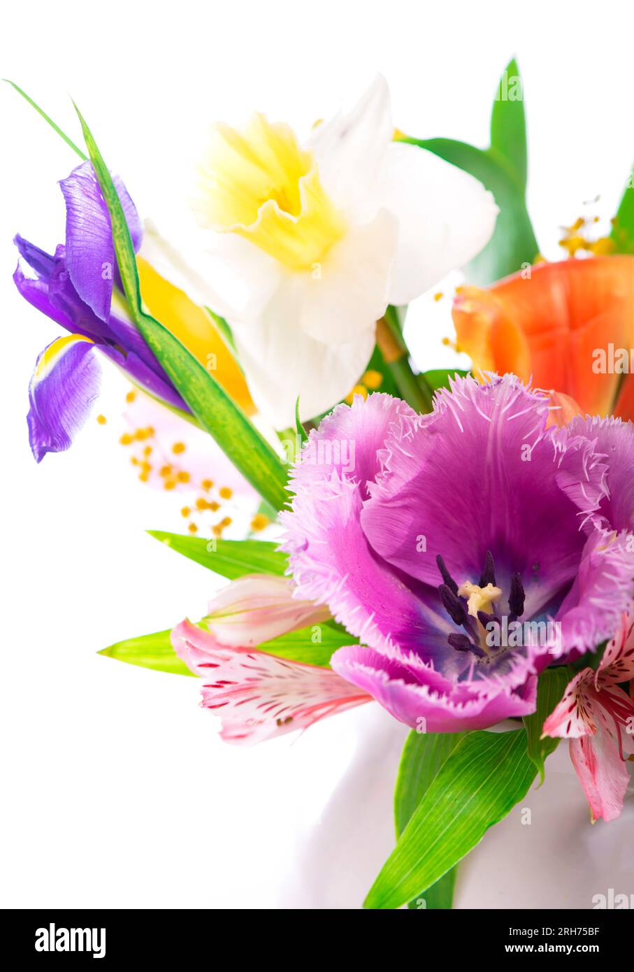 spring flowers isolated on a white background Stock Photo - Alamy